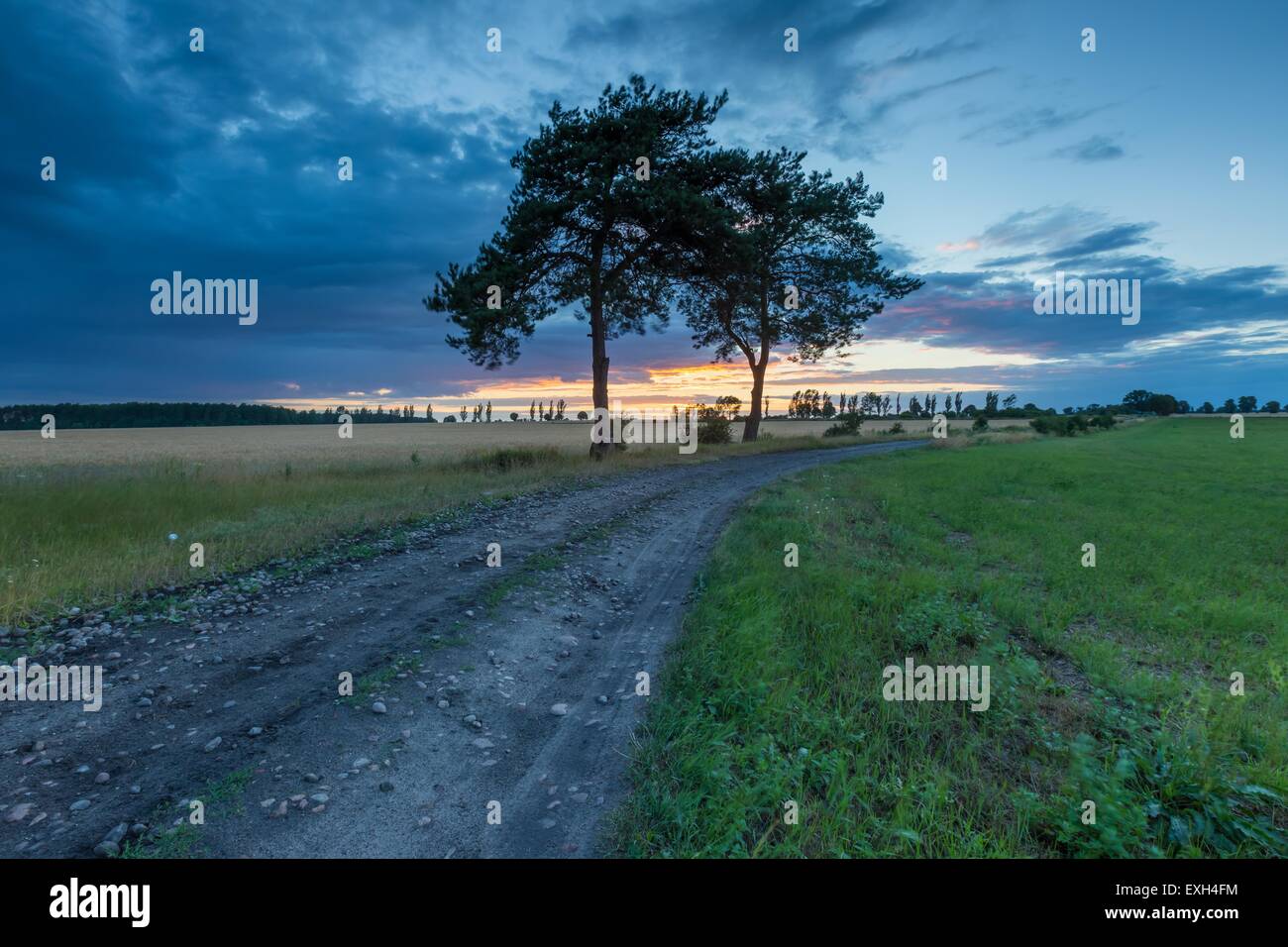 Sunset sky over old pine trees and countryside. Beautiful european ...