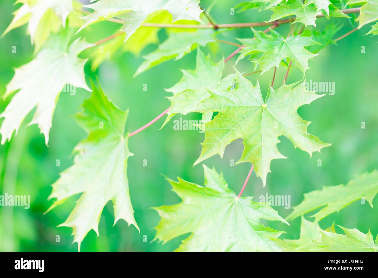 Beautiful green maple leaves background. Close up of green leaves Stock ...