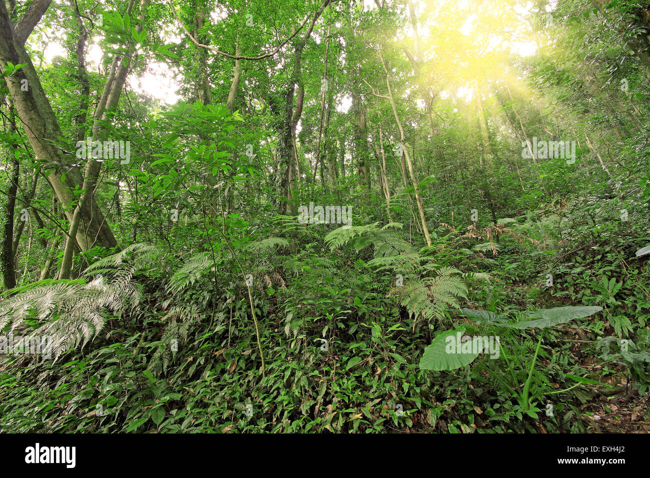 tree forest during spring Stock Photo - Alamy