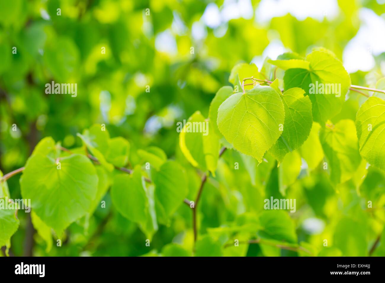 Linden tree leaves. Beautiful close up of fresh young green linden tree ...