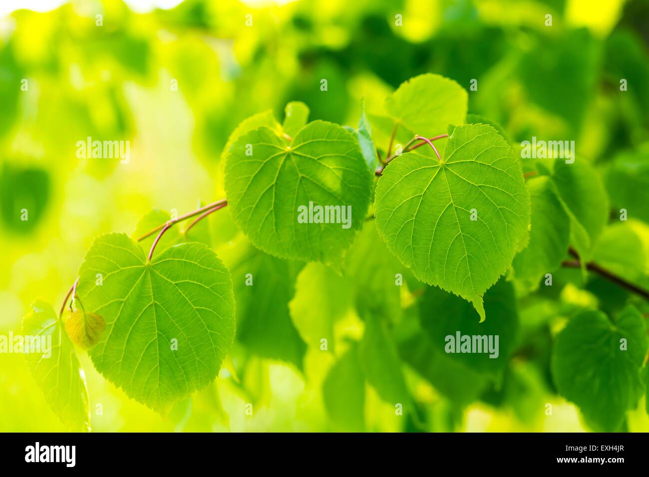 Linden tree leaves. Beautiful close up of fresh young green linden tree ...