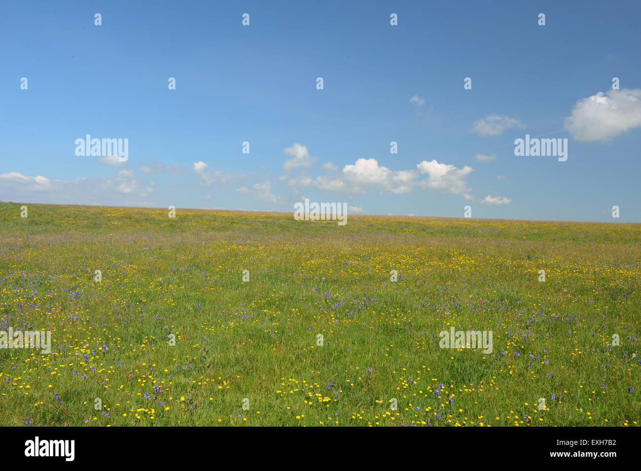 Buttercup and Bluebell Meadow on the South West Coastal Path, near ...