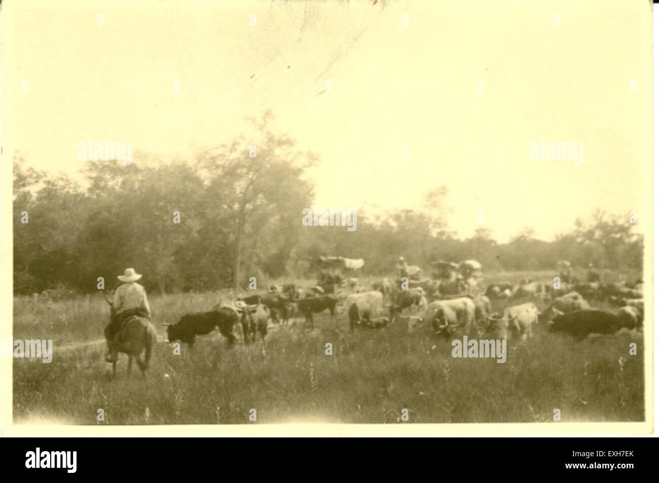 Cattle In Bergthal Stock Photo - Alamy