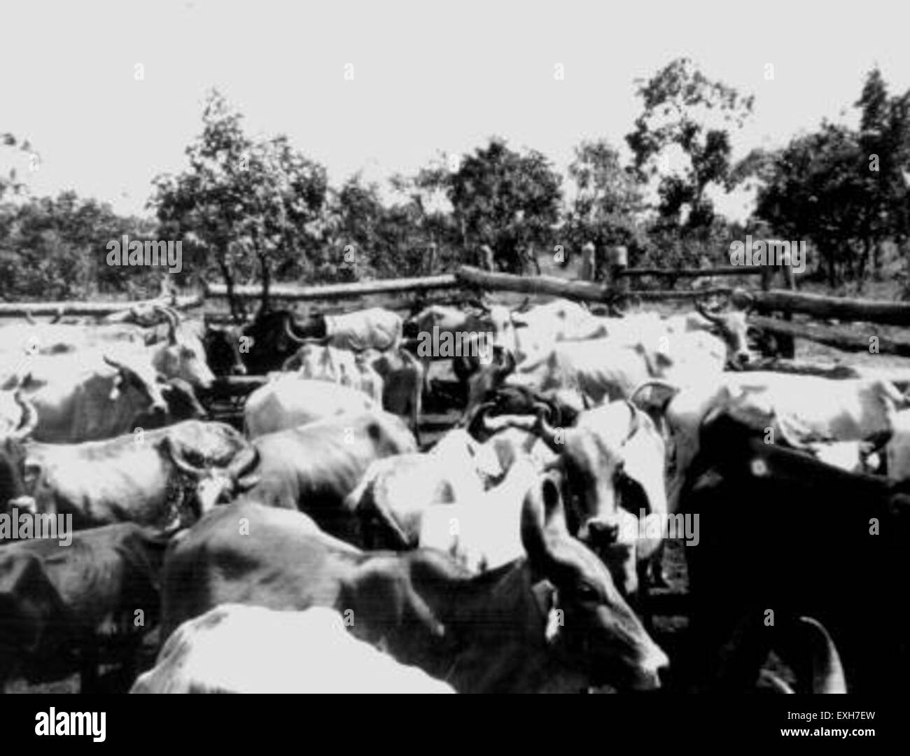 Cebu cattle hi-res stock photography and images - Alamy