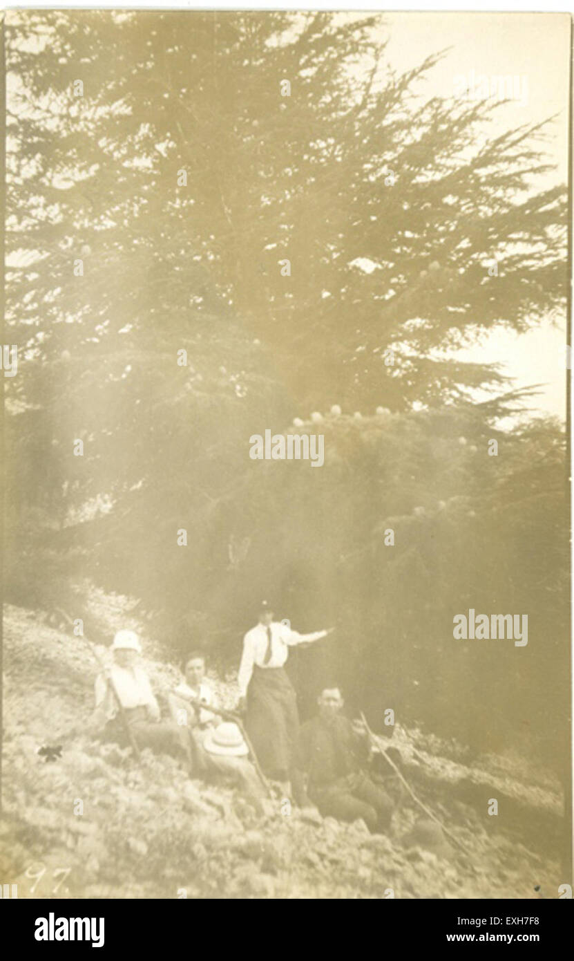 This image shows the cedar trees of Lebanon, symbolizing the connection ...