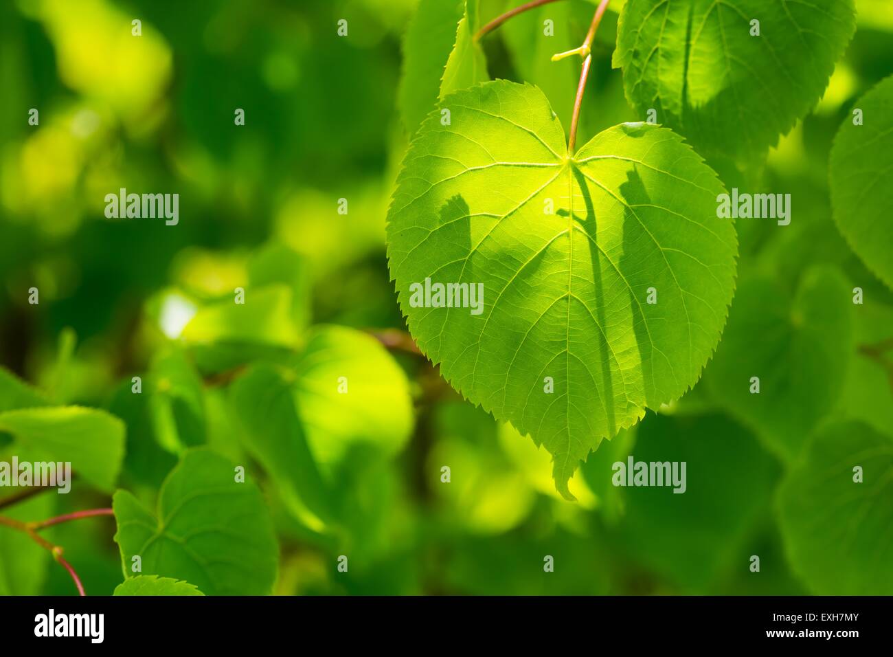 Linden tree leaves. Beautiful close up of fresh young green linden tree ...