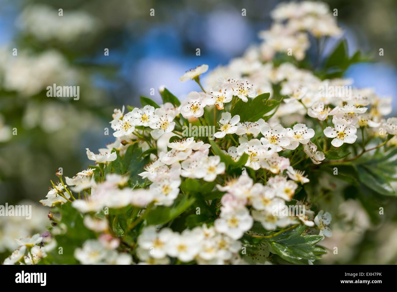 Blooming bush of hawthorn. Beautiful white springtime blooming tree ...