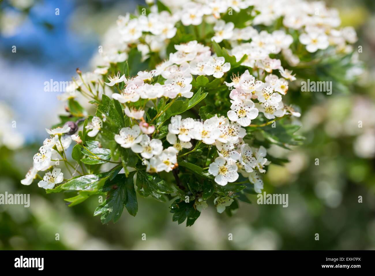 Hawthorne plant hi-res stock photography and images - Alamy