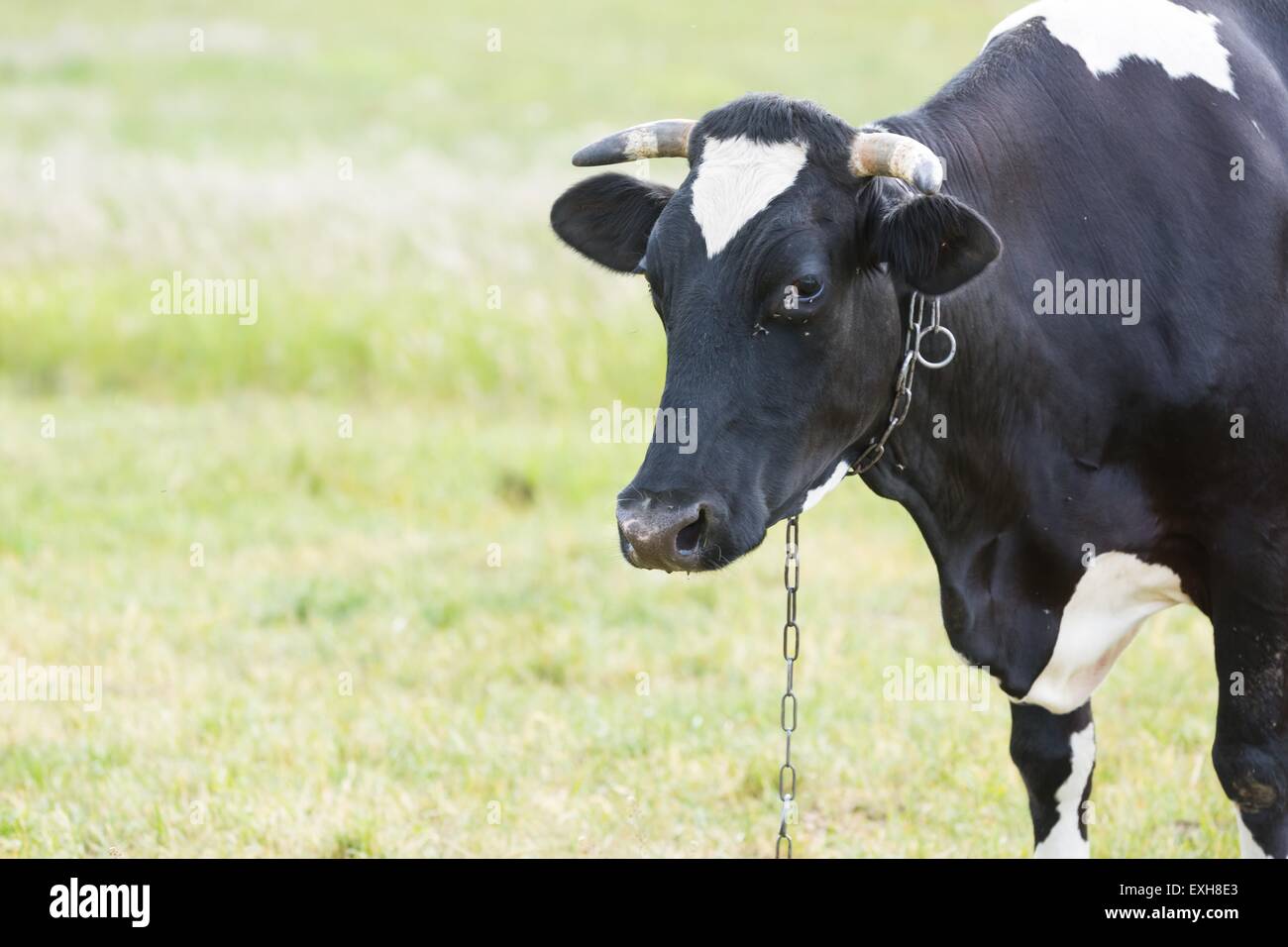 Cow face animal bovine closeup hi-res stock photography and images - Alamy