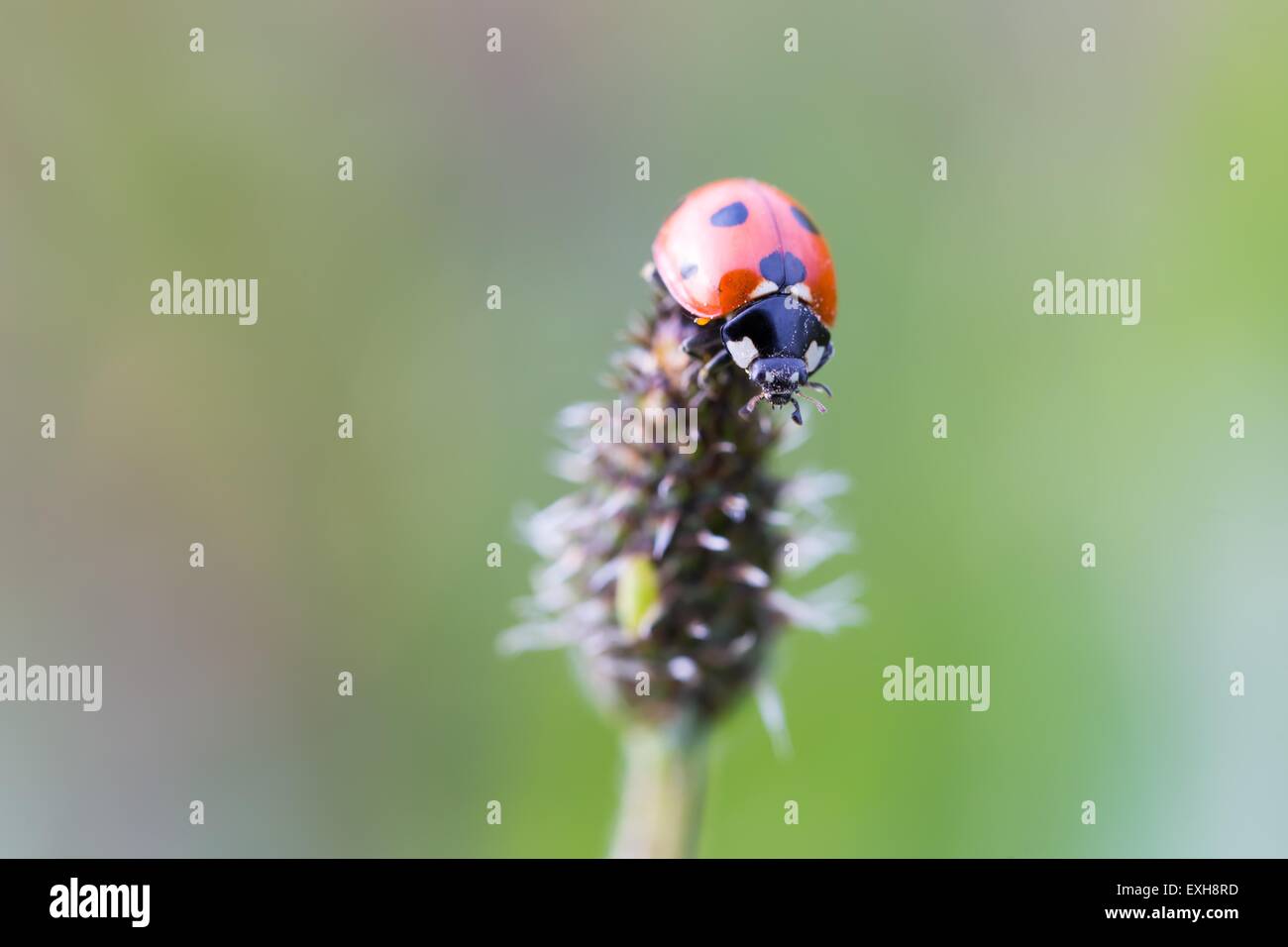Vintage photo of ladybug on grass. Beautiful close up of red ladybug in ...