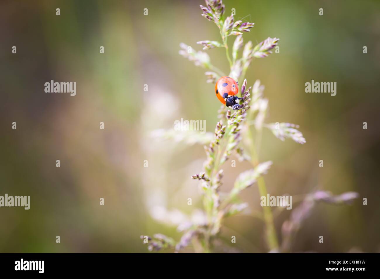 Vintage photo of ladybug on grass. Beautiful close up of red ladybug in ...