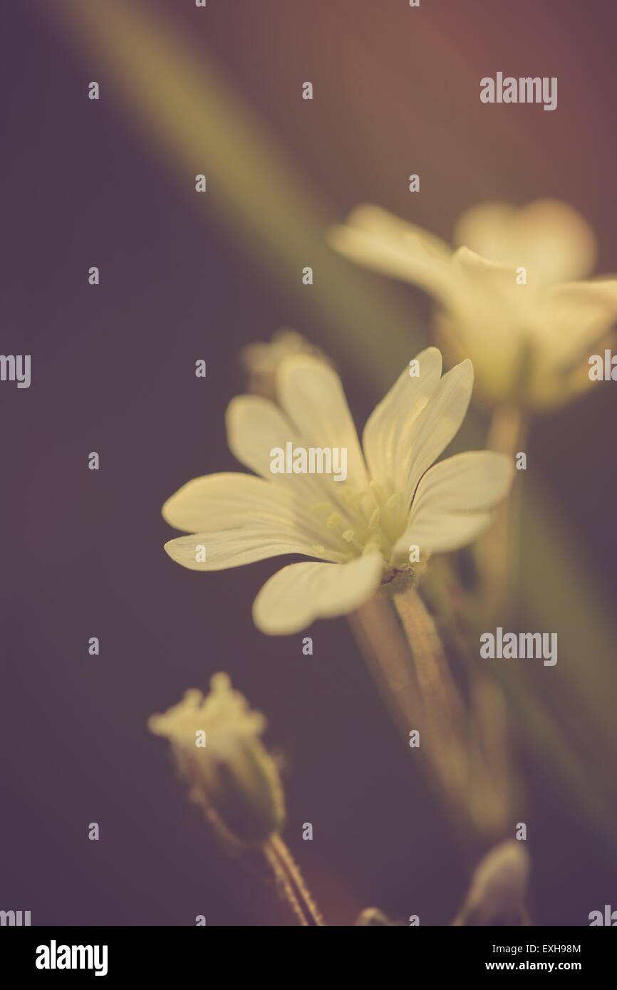 Vintage photo of white chickweed flowers in close up. Beautiful old ...