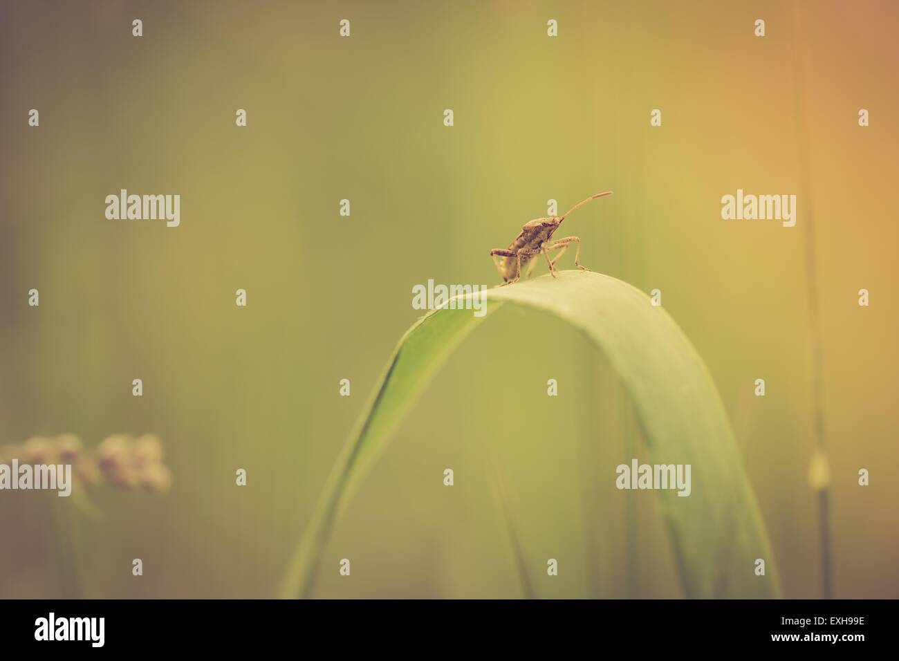 Close up of beetle sitting on plant. Beautiful natural macro of insect ...