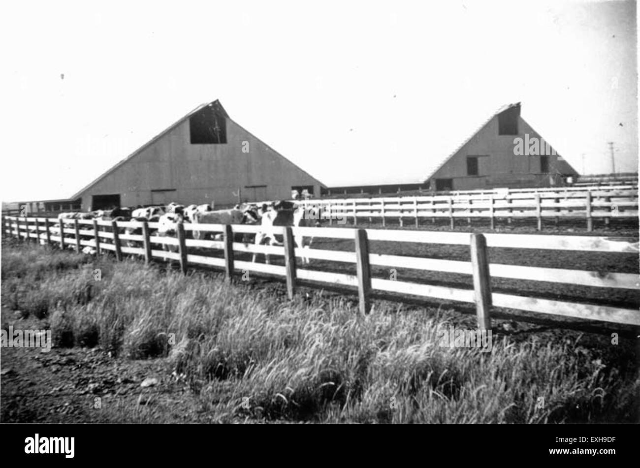 This photograph shows Civilian Public Service workers at Camp #97-M-12 ...