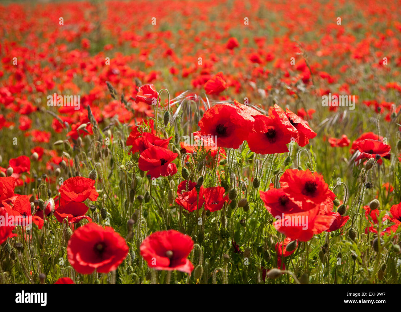 Hardy perennial poppies hi-res stock photography and images - Alamy