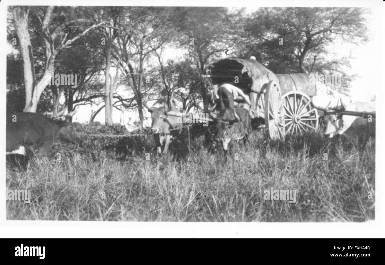 Wagon with oxen hi-res stock photography and images - Alamy