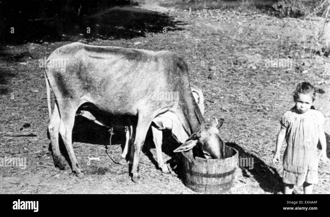 Cow with calf, Chandwa, Bihar, India, 1950 1 Stock Photo - Alamy