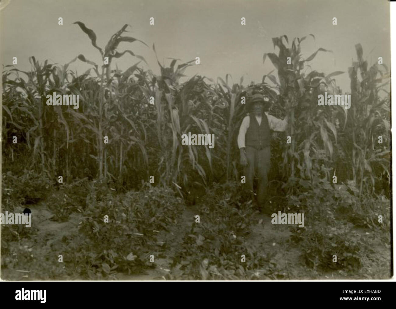 The image depicts D. Peters' corn crop in Waldheim, Paraguay ...