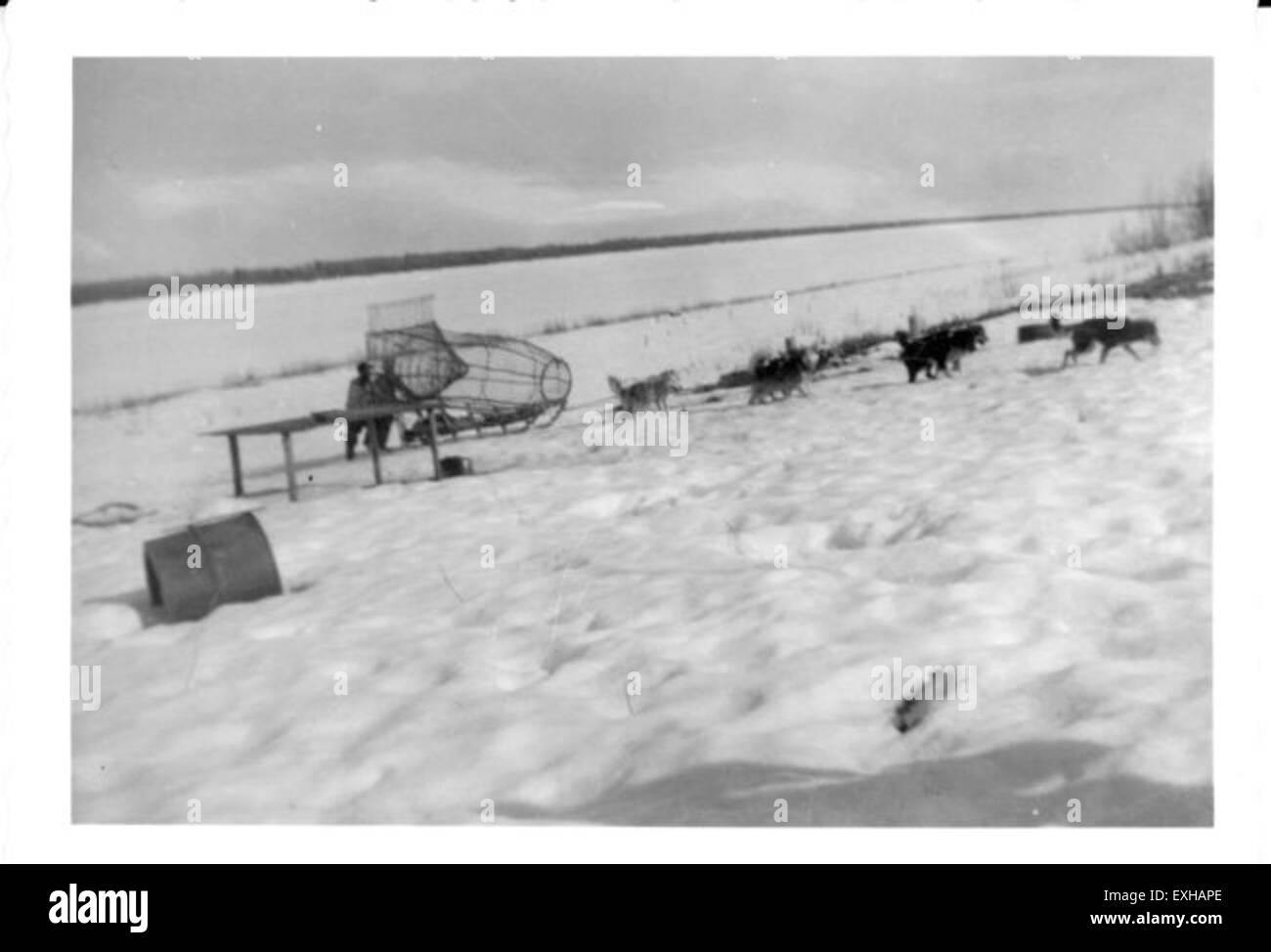 This photograph shows dogs pulling a fish trap in Alaska, part of the ...