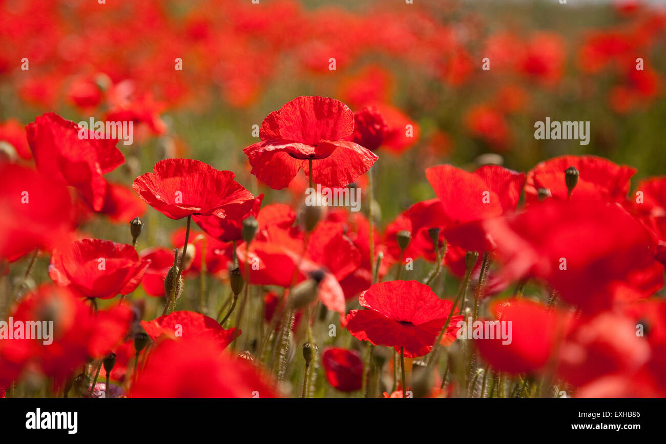 Hardy perennial poppies hi-res stock photography and images - Alamy