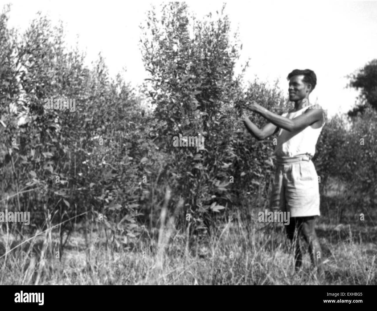 A farm demonstration plot in Bihar, India, in 1959 shows agricultural ...