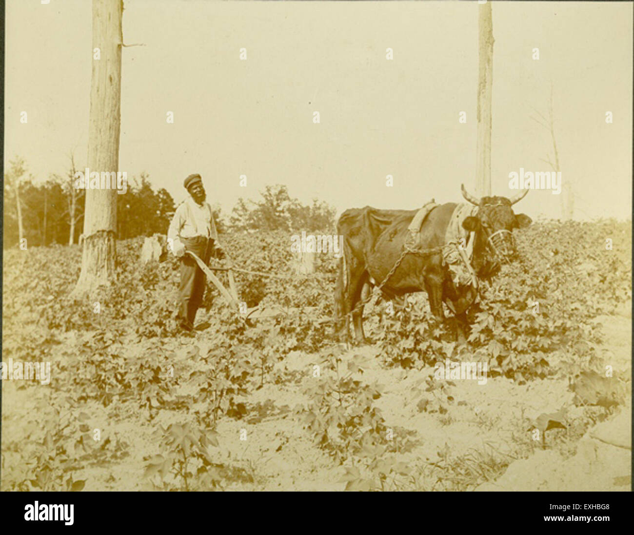 This photo shows farm work carried out by the Austell Improvement ...
