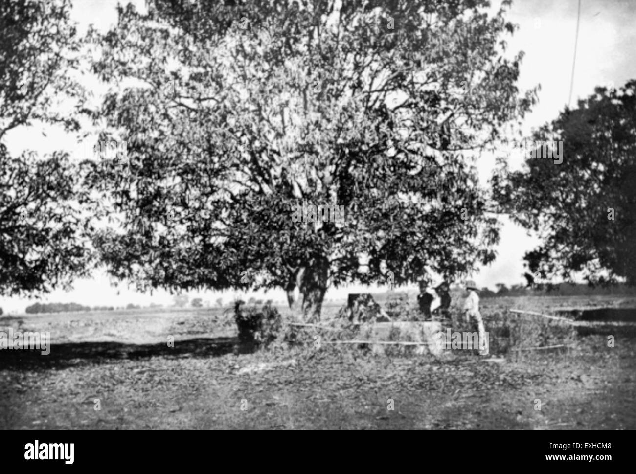 Mango tree india hi-res stock photography and images - Alamy
