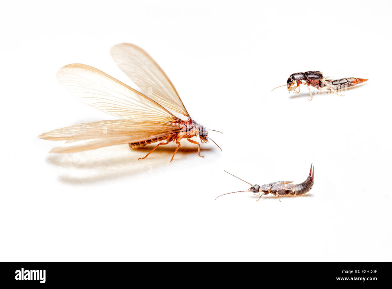 Winged termite hi-res stock photography and images - Alamy