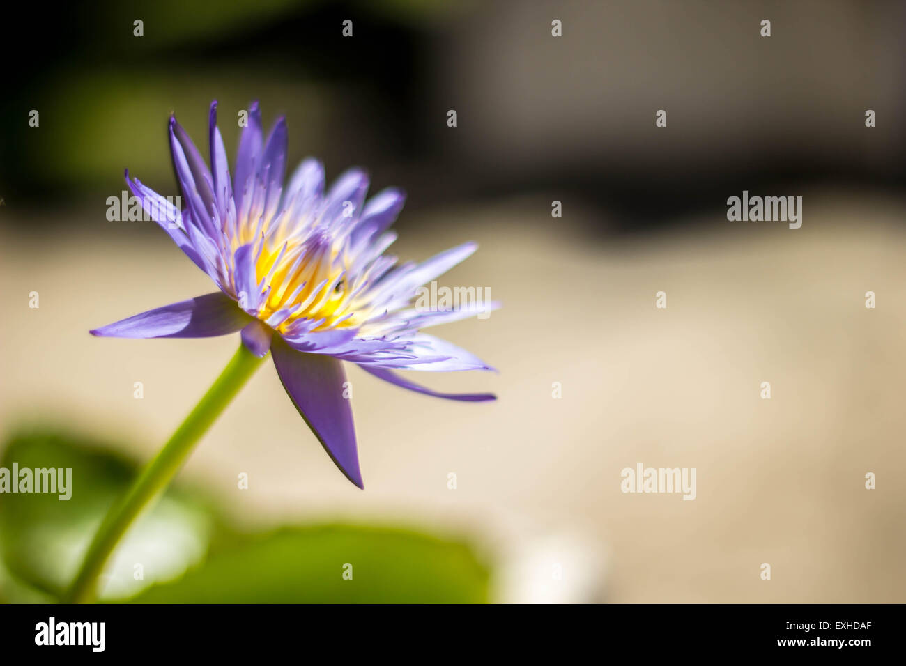flower, water, outdoor, closeup, wet, blooming, aquatic, natural Stock ...