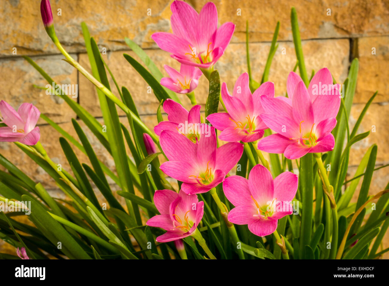 pink, way, tree, thailand, blooming, arch, chaing, natural, spring ...