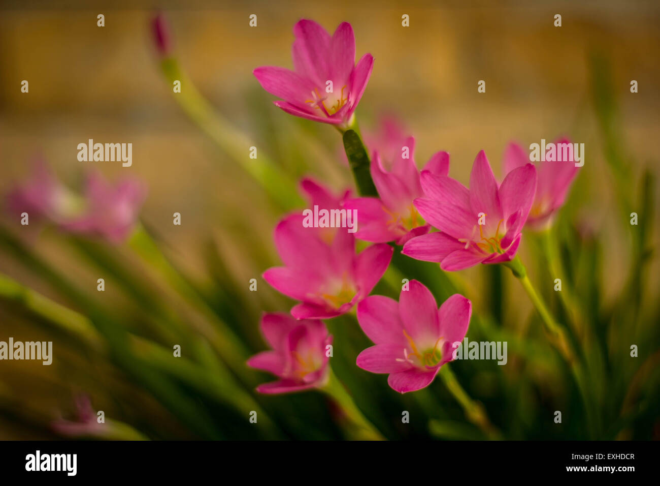 pink, way, tree, thailand, blooming, arch, chaing, natural, spring ...