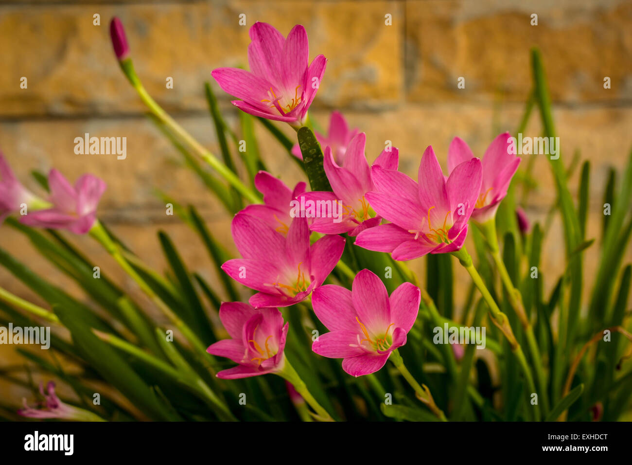pink, way, tree, thailand, blooming, arch, chaing, natural, spring ...