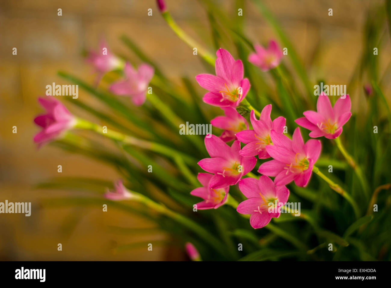 pink, way, tree, thailand, blooming, arch, chaing, natural, spring ...