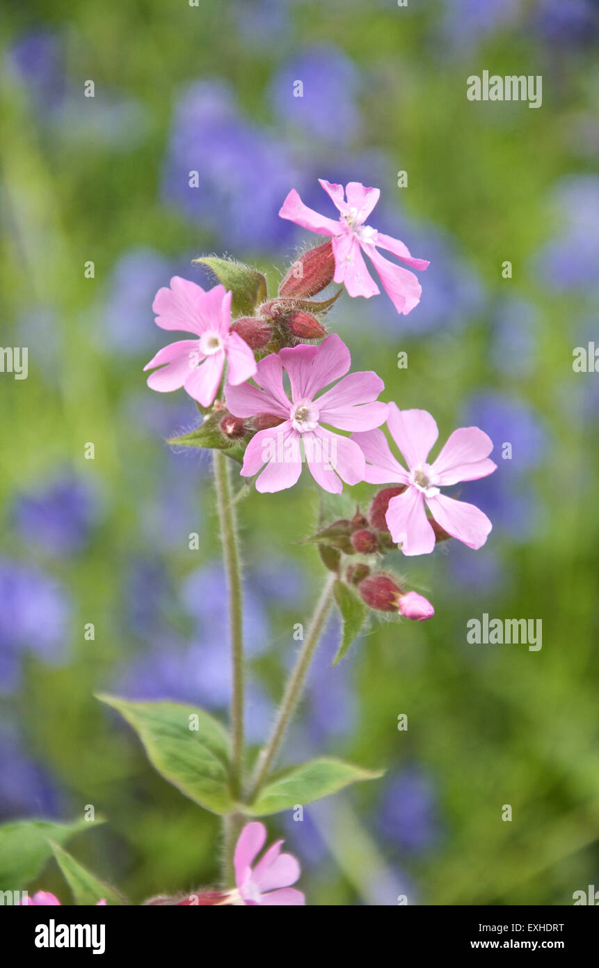 Pale pink Campion - Silene x hampeana against backdrop of bluebells ...