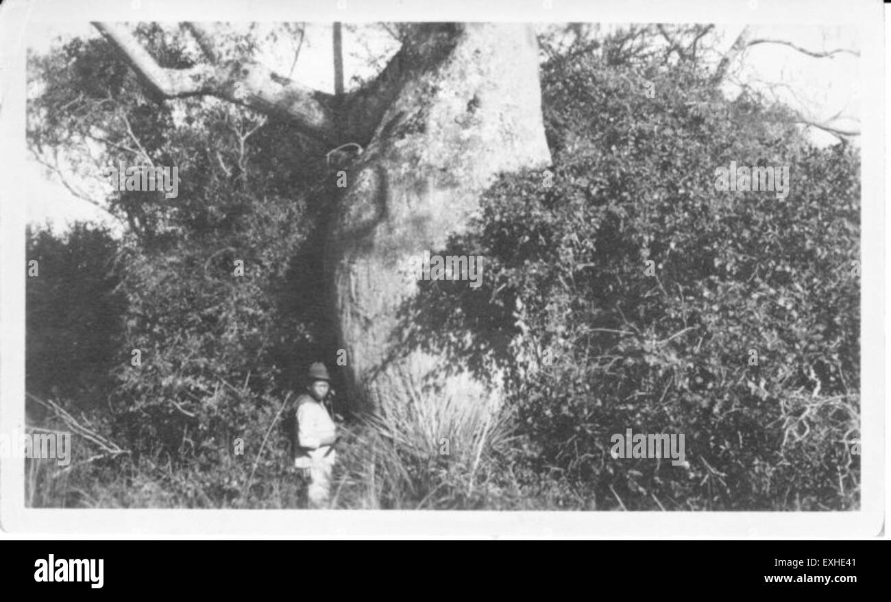 Unusual tree patterns Black and White Stock Photos & Images - Alamy