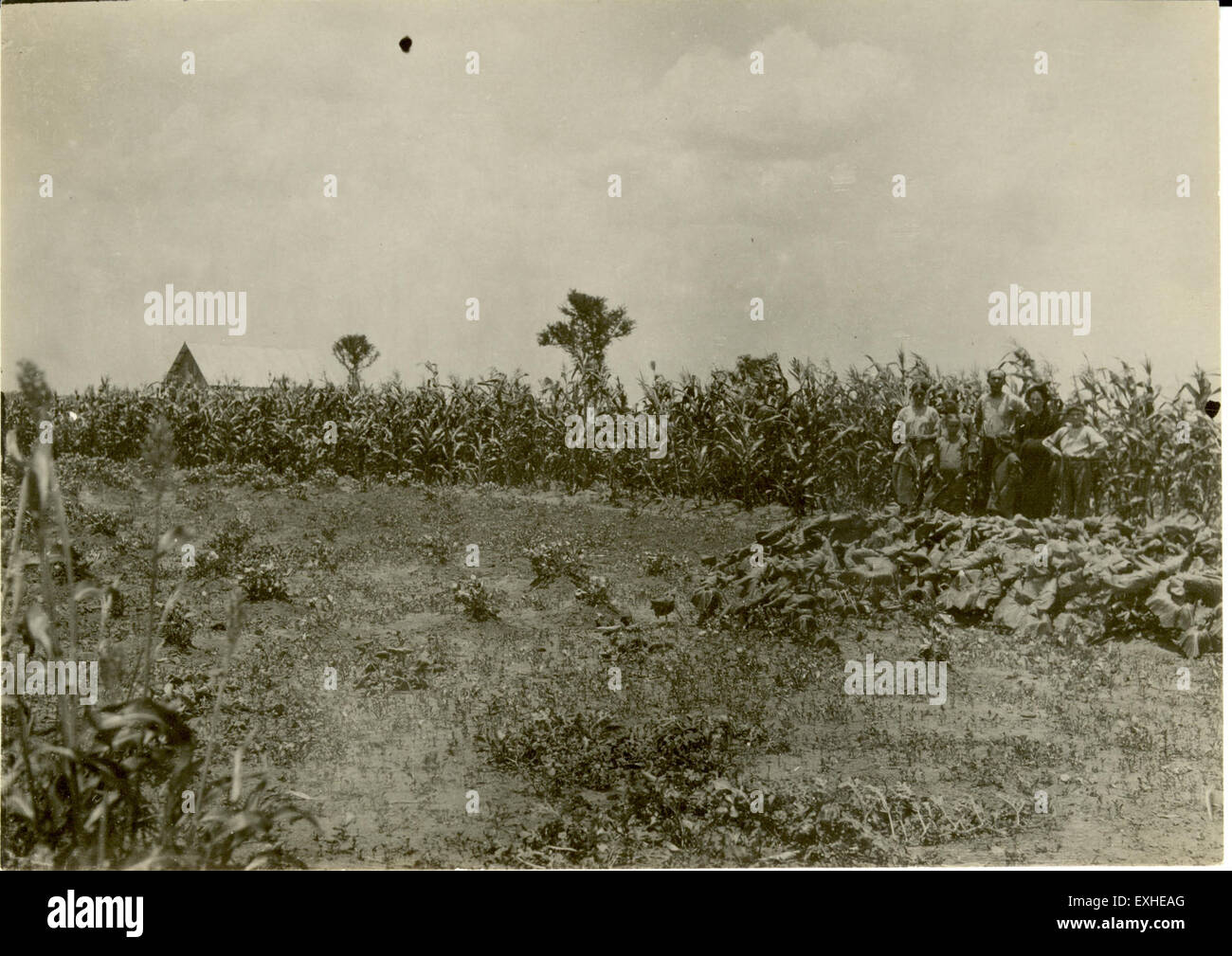 J. Wall's corn field in Bergthal, Paraguay, is shown, emphasizing corn ...
