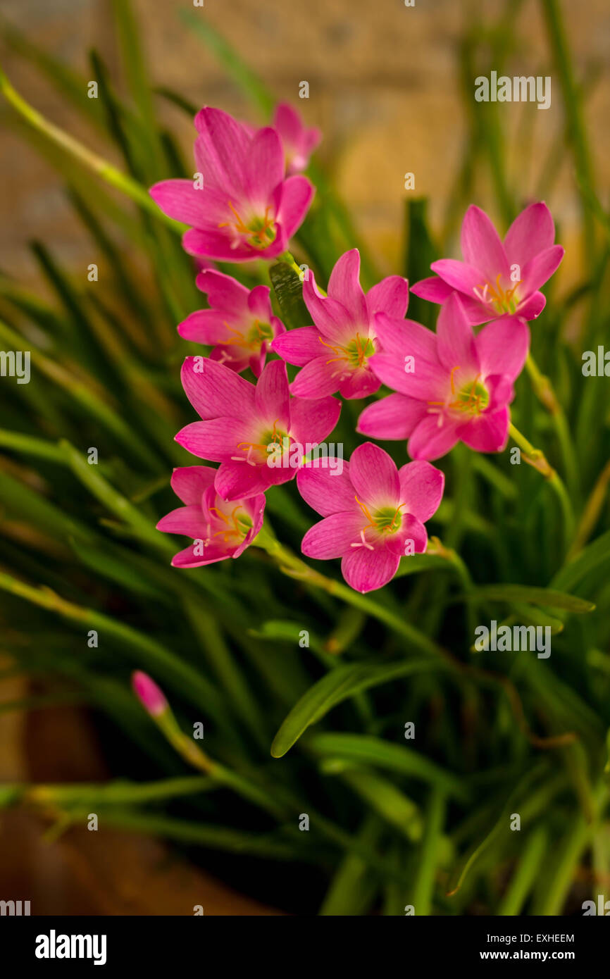pink, way, tree, thailand, blooming, arch, chaing, natural, spring ...