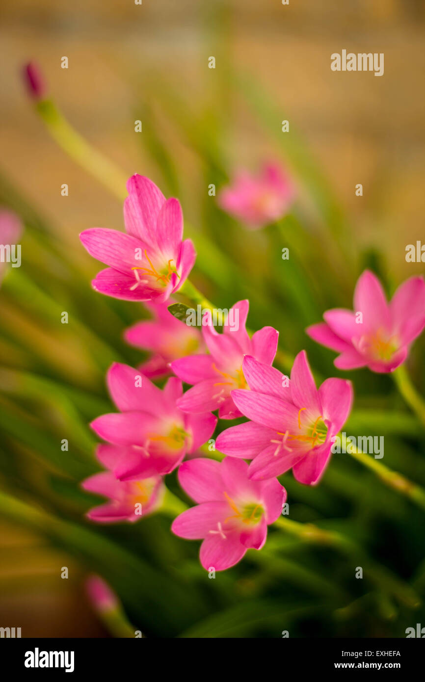 pink, way, tree, thailand, blooming, arch, chaing, natural, spring ...