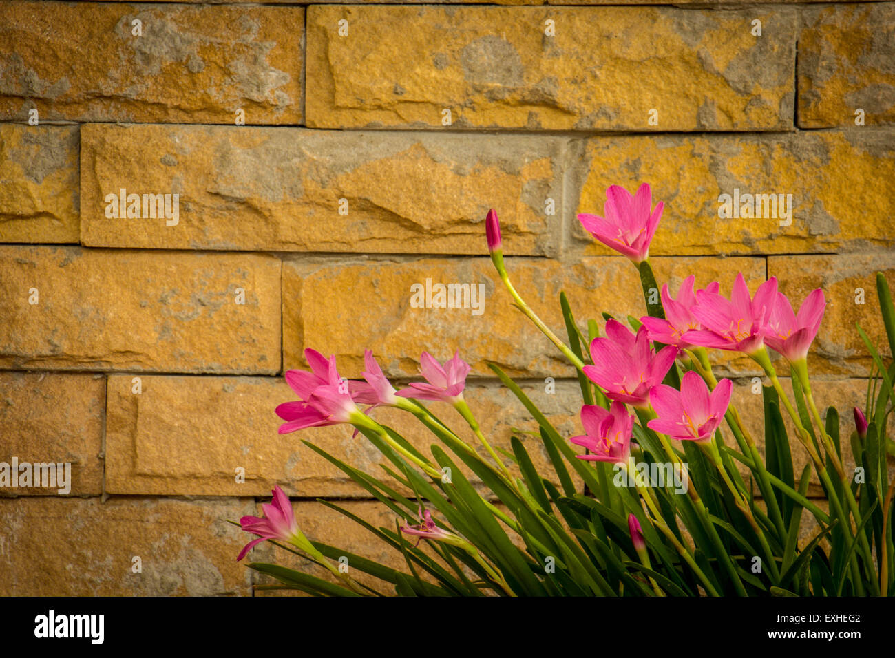 pink, way, tree, thailand, blooming, arch, chaing, natural, spring ...