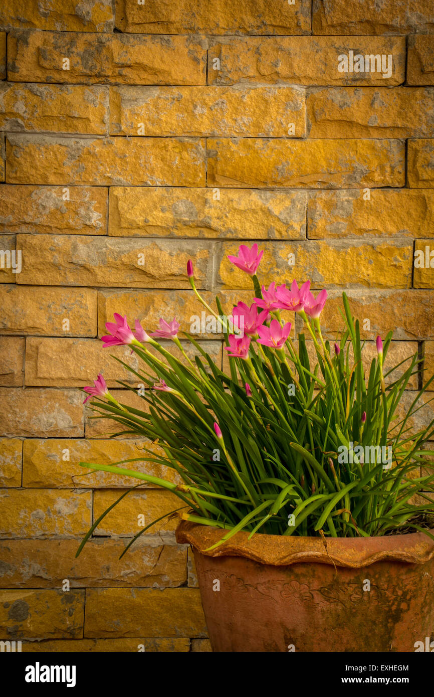 pink, way, tree, thailand, blooming, arch, chaing, natural, spring ...