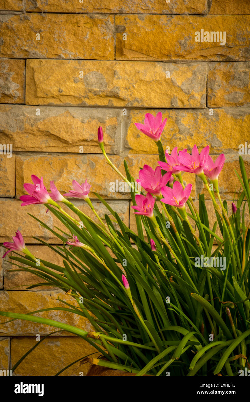 pink, way, tree, thailand, blooming, arch, chaing, natural, spring ...