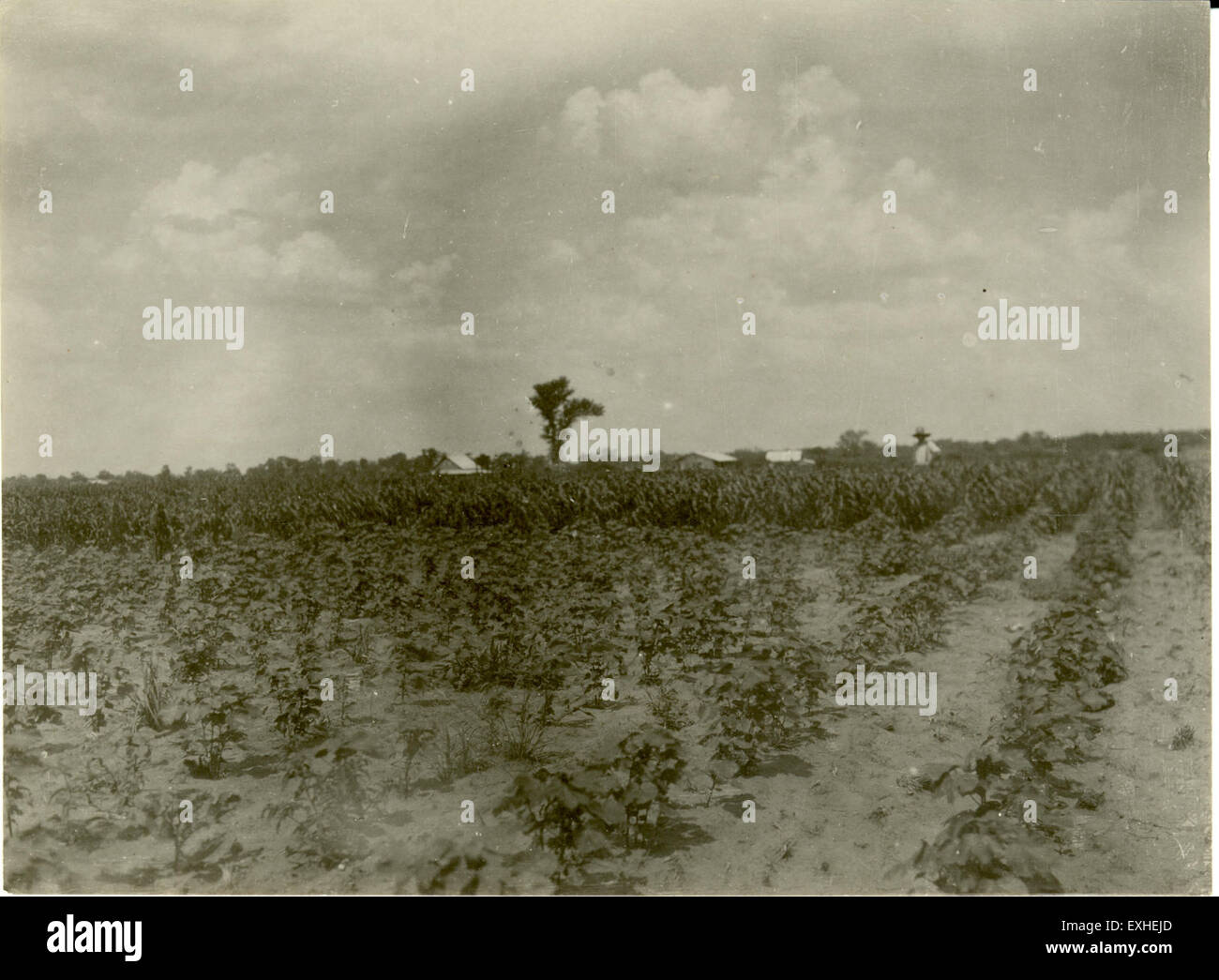 Russian farming 1950s hi-res stock photography and images - Alamy
