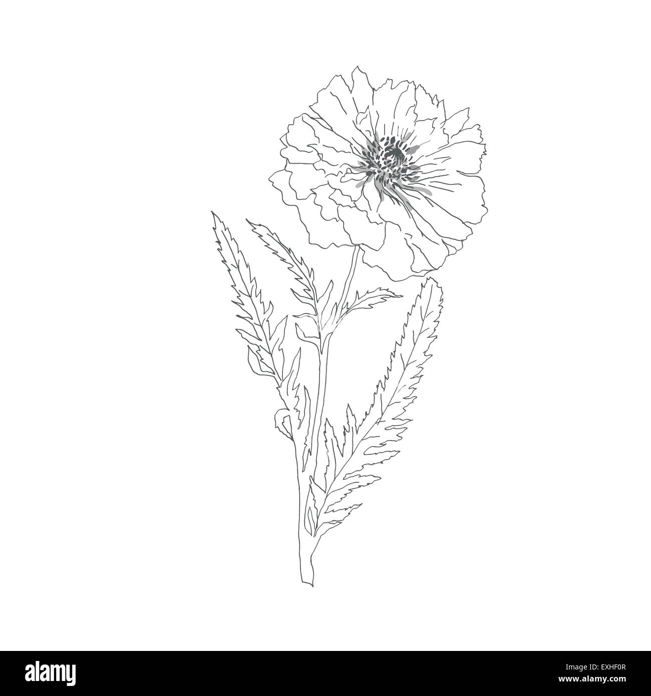 Single poppy on black Cut Out Stock Images & Pictures - Alamy