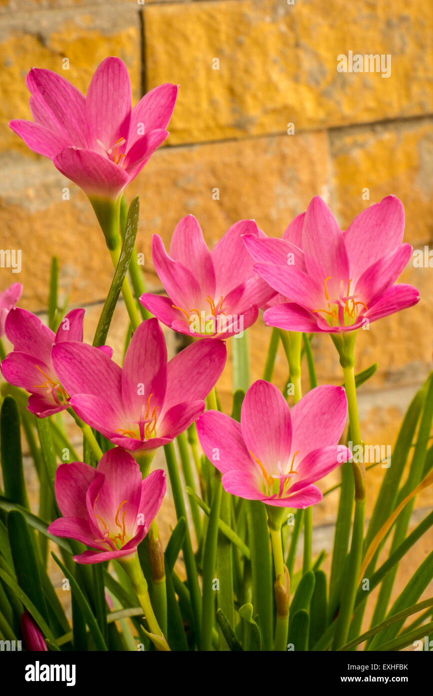 pink, way, tree, thailand, blooming, arch, chaing, natural, spring ...