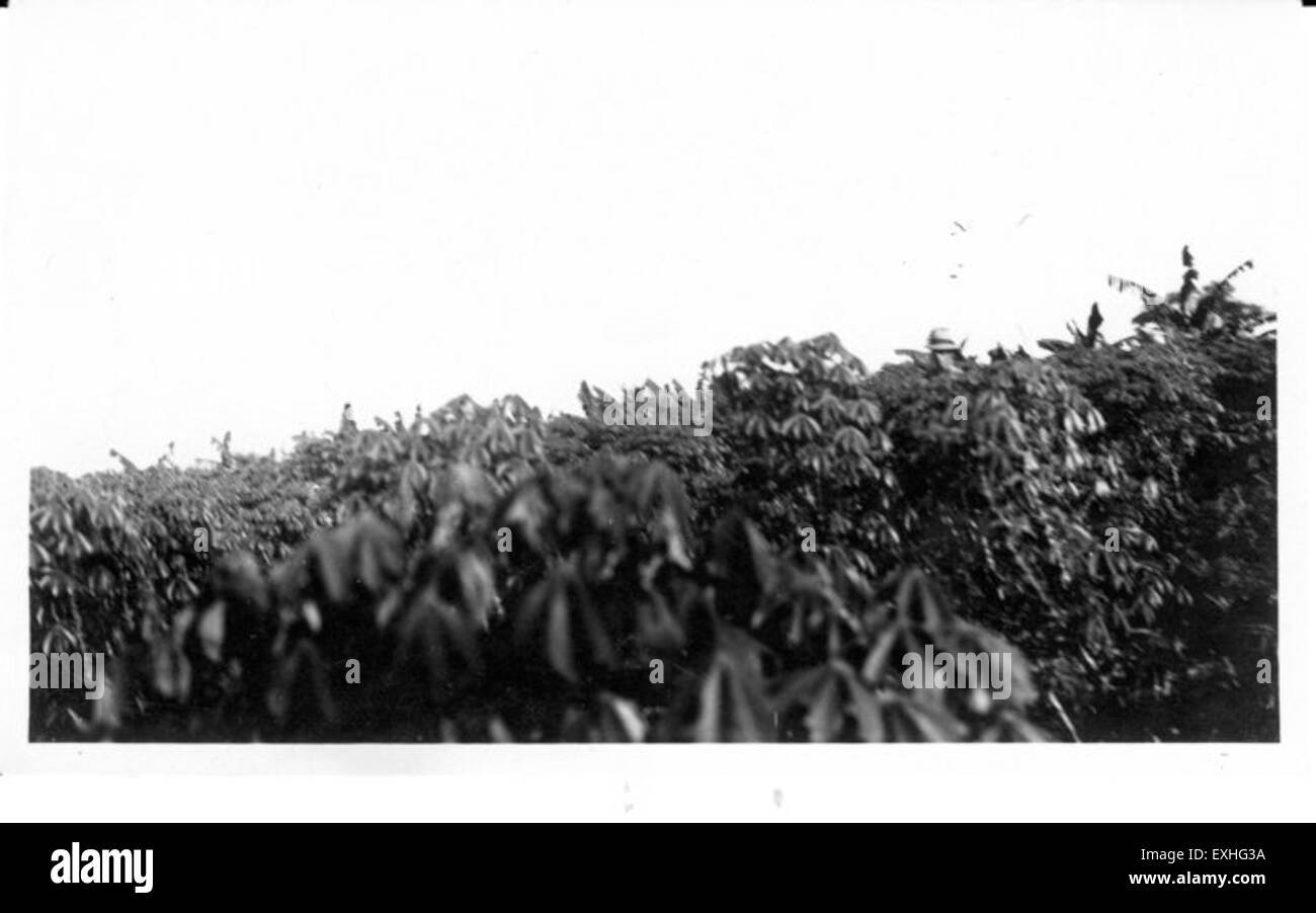 This photograph by H. S. Bender shows a man working in a field in ...
