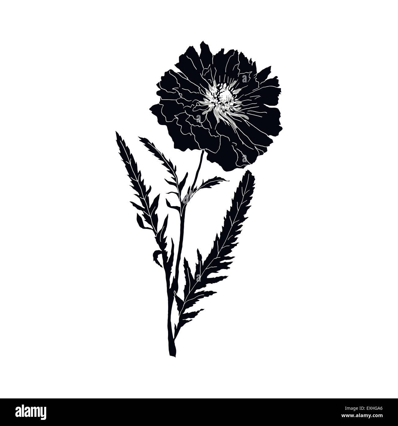 Black opium poppy Stock Vector Images - Alamy