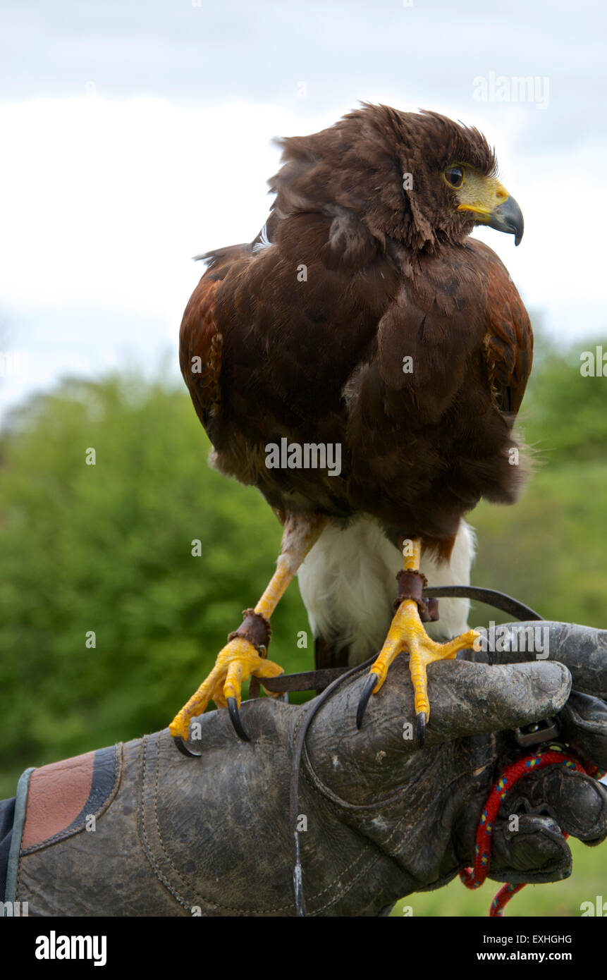 Flying hawk native american hi-res stock photography and images - Alamy
