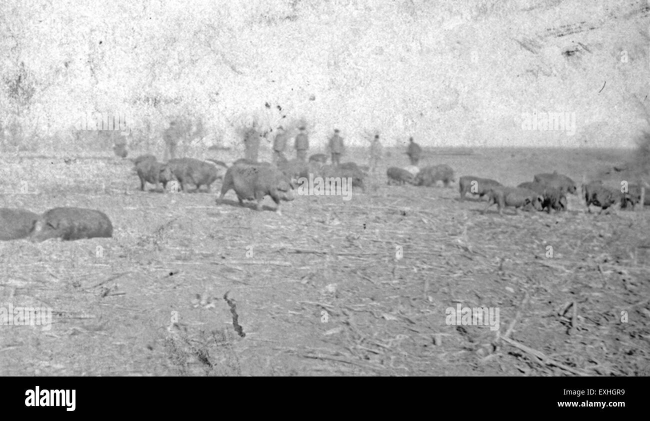 Passel of hogs hi-res stock photography and images - Alamy