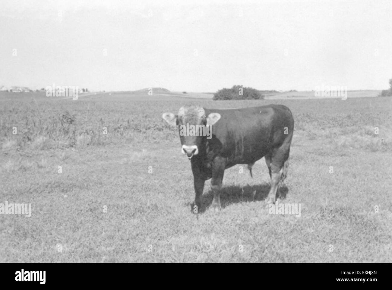 This image captures a Brown Swiss bull at Mennonite Community Farms in ...