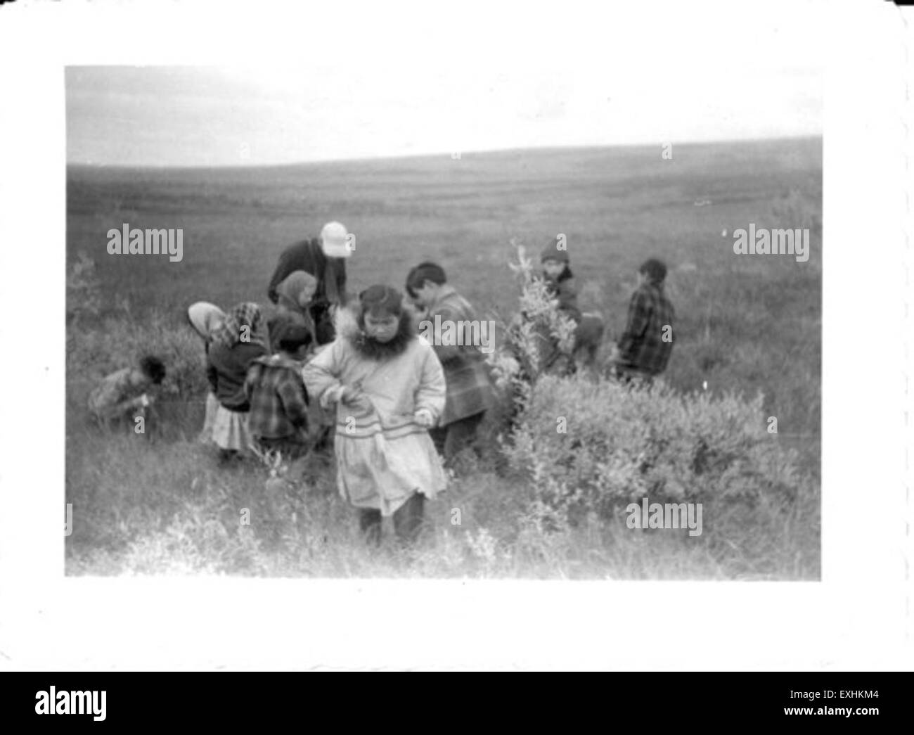 A detailed nature study captures various plants and animals, focusing ...